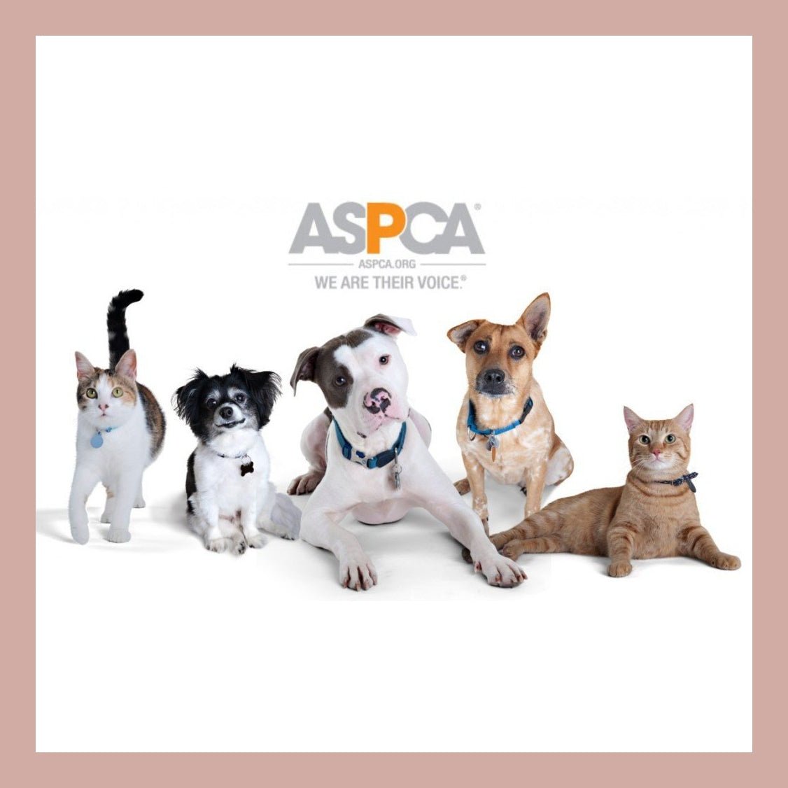 Who is the ASPCA? And Where do our donations go to? - AB – Aashi Beauty